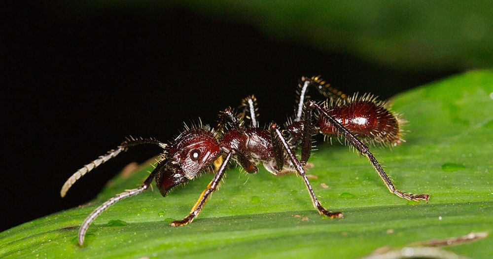 Just Stay Away: Animals With the Most Painful and Dangerous Stings