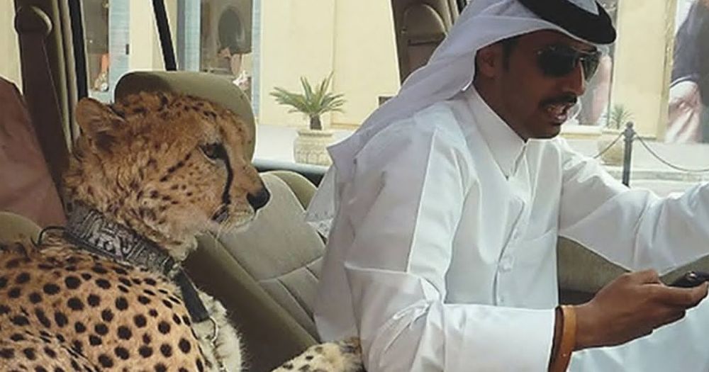 Weird Things In Dubai Things Youll Only See In The Ultra Rich Nation
