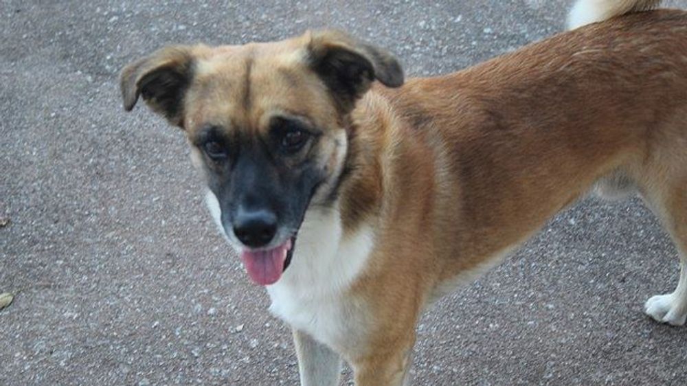 Deadliest State Animals: Which One Lives in YOUR State?