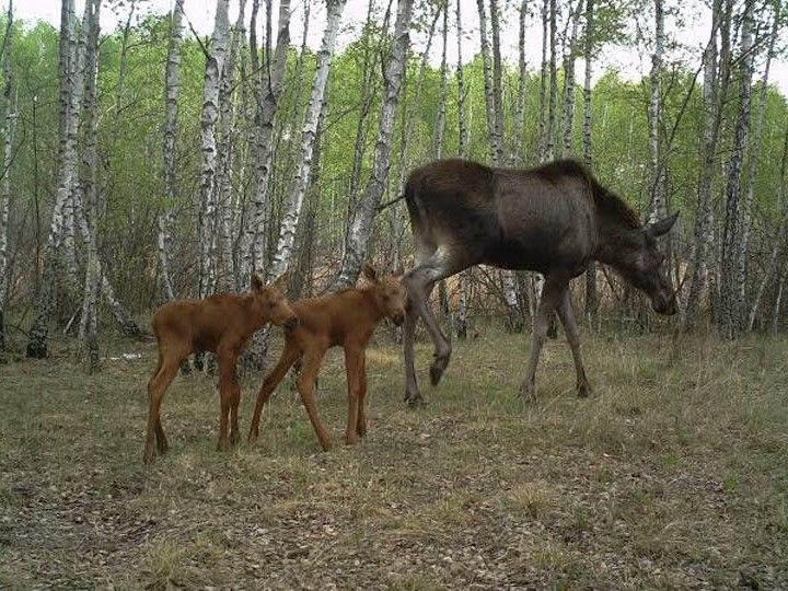 Chernobyl Wildlife is Extraordinary Decades After the Nuclear Disaster