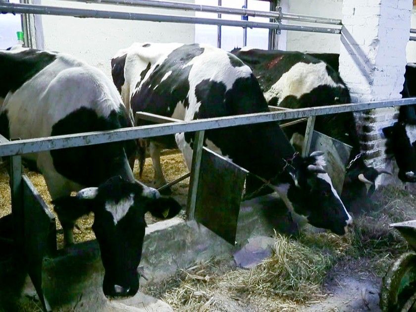 Chernobyl Wildlife is Extraordinary Decades After the Nuclear Disaster