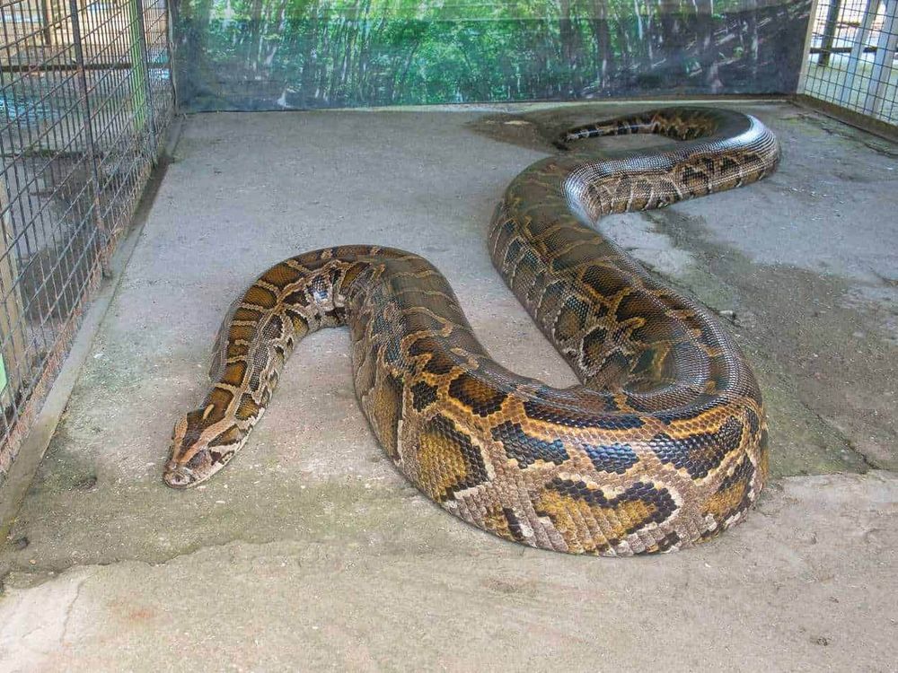 Dangerous Snakes: Some of the Deadliest Snakes on the Planet