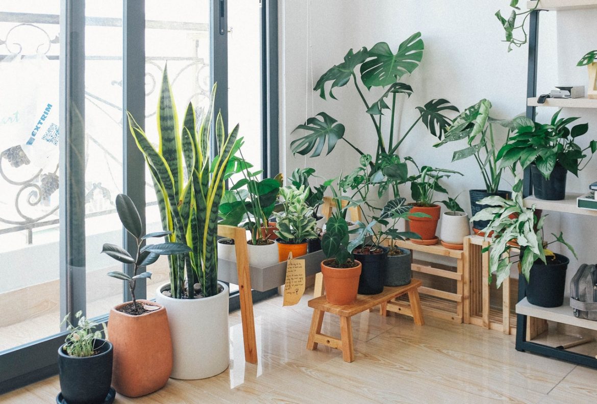 What Are The Benefits Of Having Indoor Plants? - Your Diy
