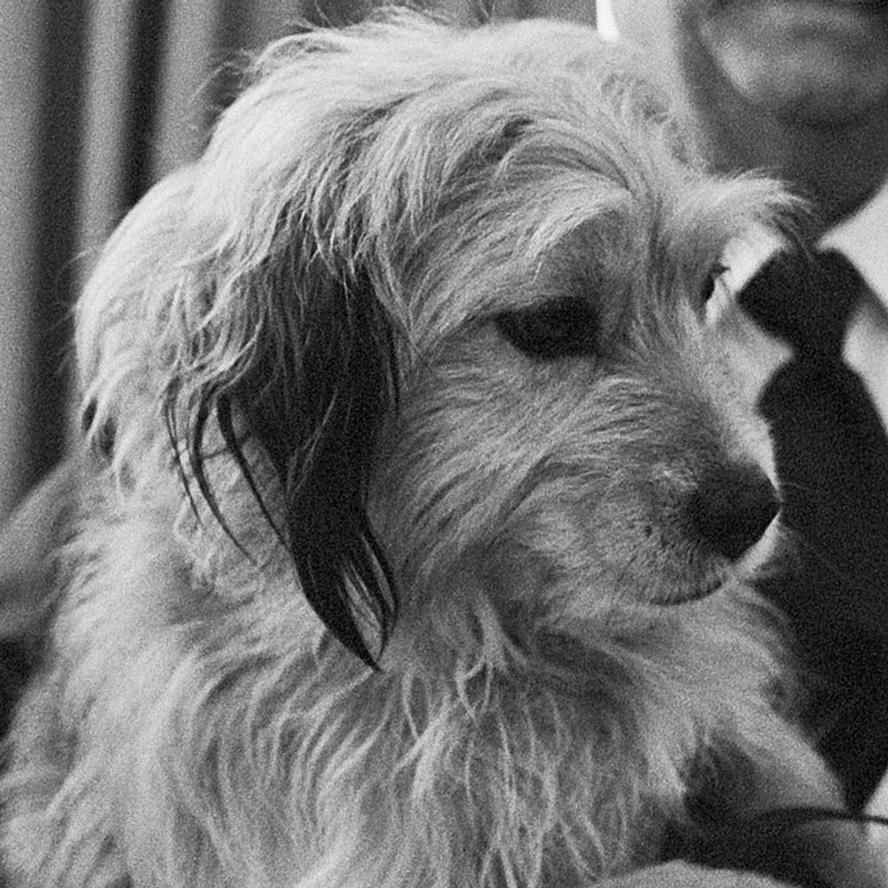 Favorite Movie Dogs: The Most Memorable Canines in Film and TV