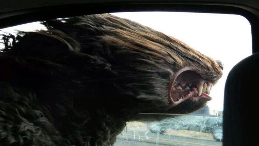 Dogs Riding in Cars: The Most Hilarious Photos That Owners Had to Snap