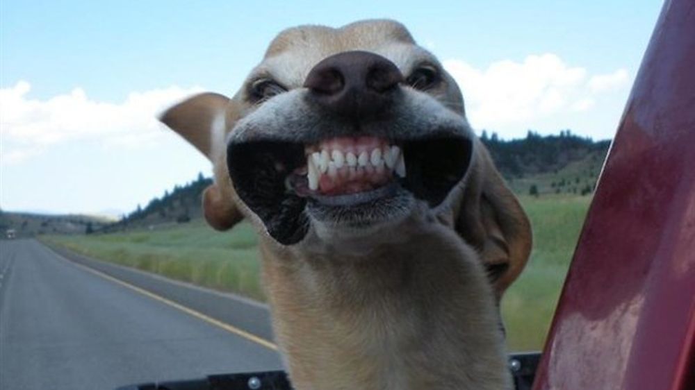 Dogs Riding in Cars: The Most Hilarious Photos That Owners Had to Snap