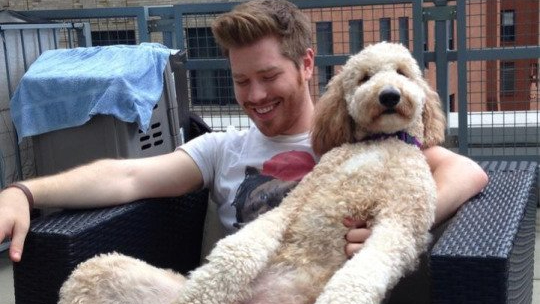 Dogs That Look Like Humans and Their Hilarious Features