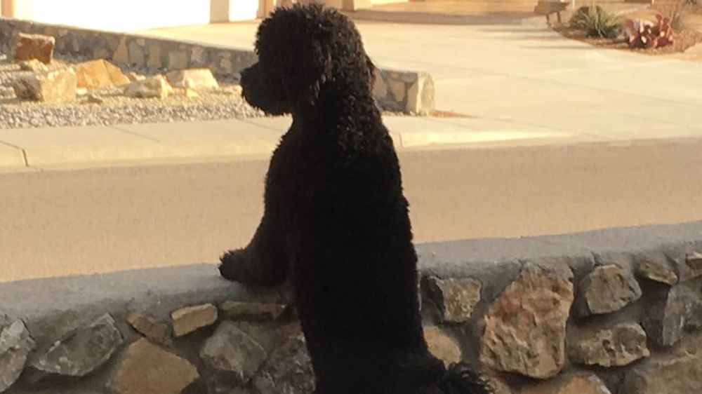 Dogs That Look Like Humans and Their Hilarious Features