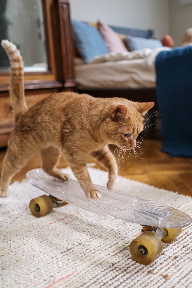 Check out these 20 adorably simple DIY cat toys that cats will love ...